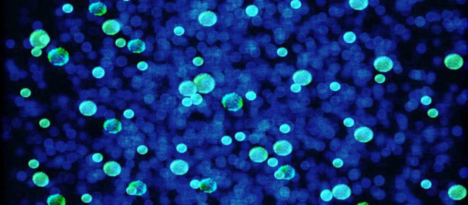 Optics11 – Locapes Investment Fund